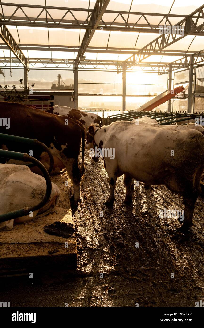 In the Netherlands, in the port of Rotterdam, there is an experimental ...