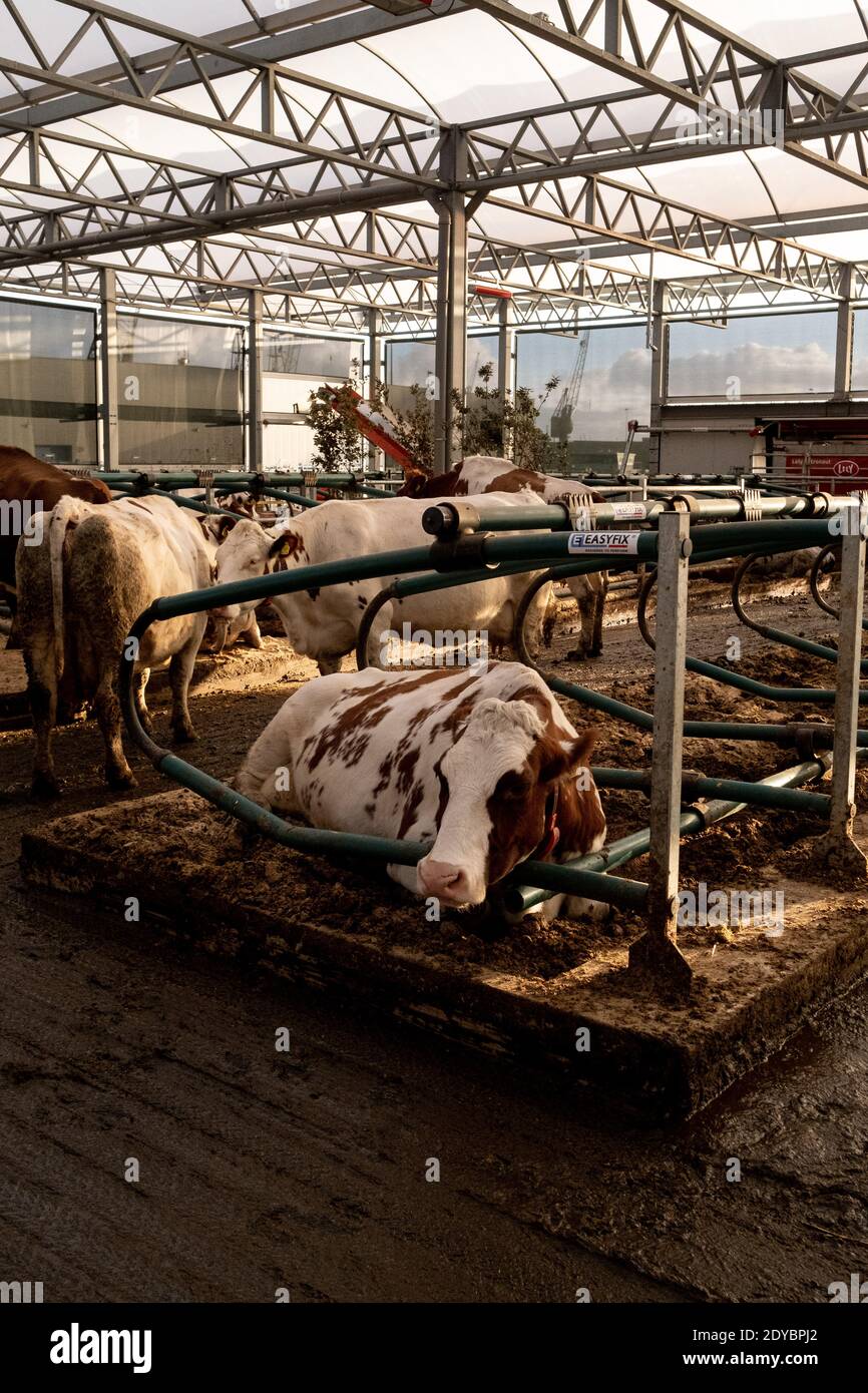 In the Netherlands, in the port of Rotterdam, there is an experimental ...