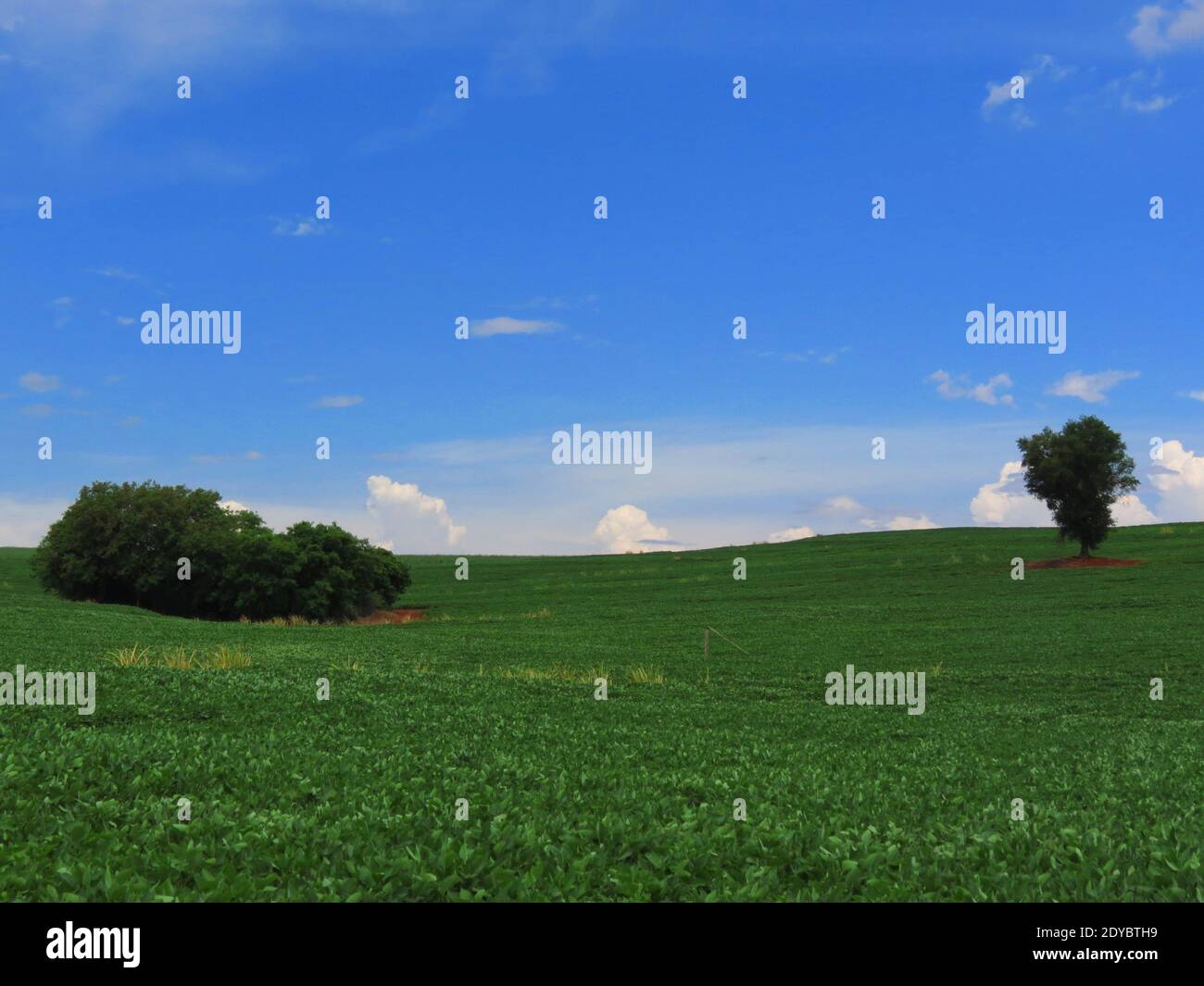 Trees and small forest in the countryside under beautiful blue sky with ...