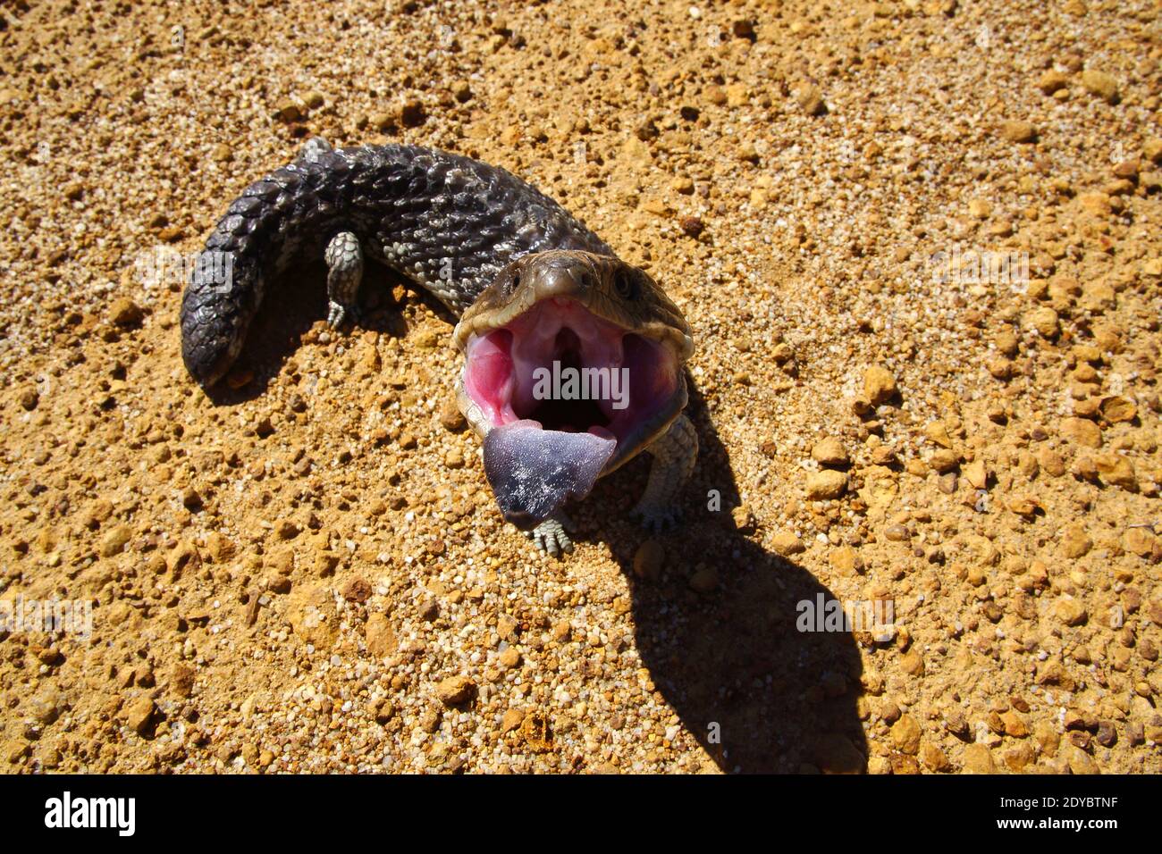 Two headed lizard hi-res stock photography and images - Alamy