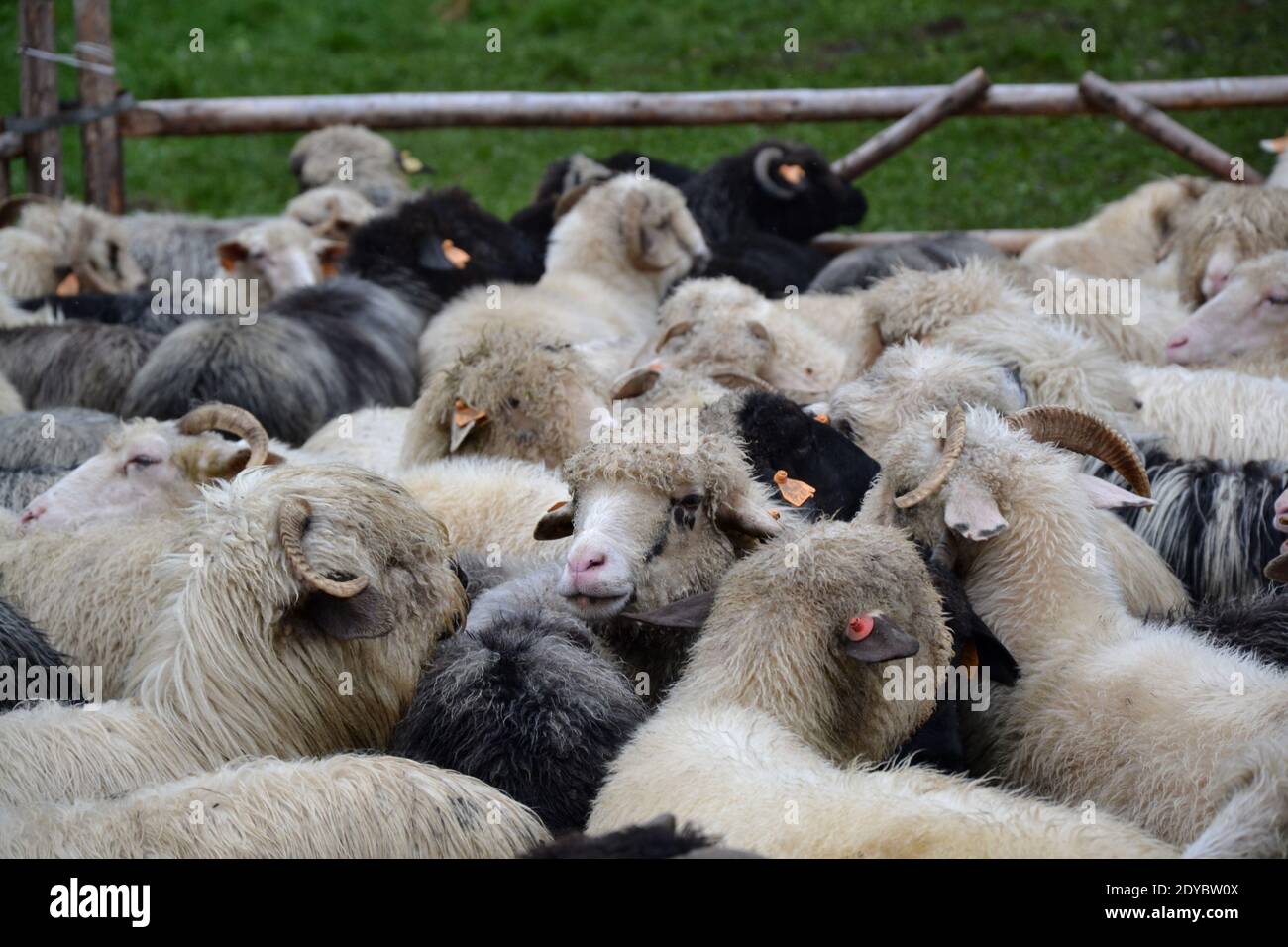 black and beige small and big sheep, flock of sheep around the fence in ...