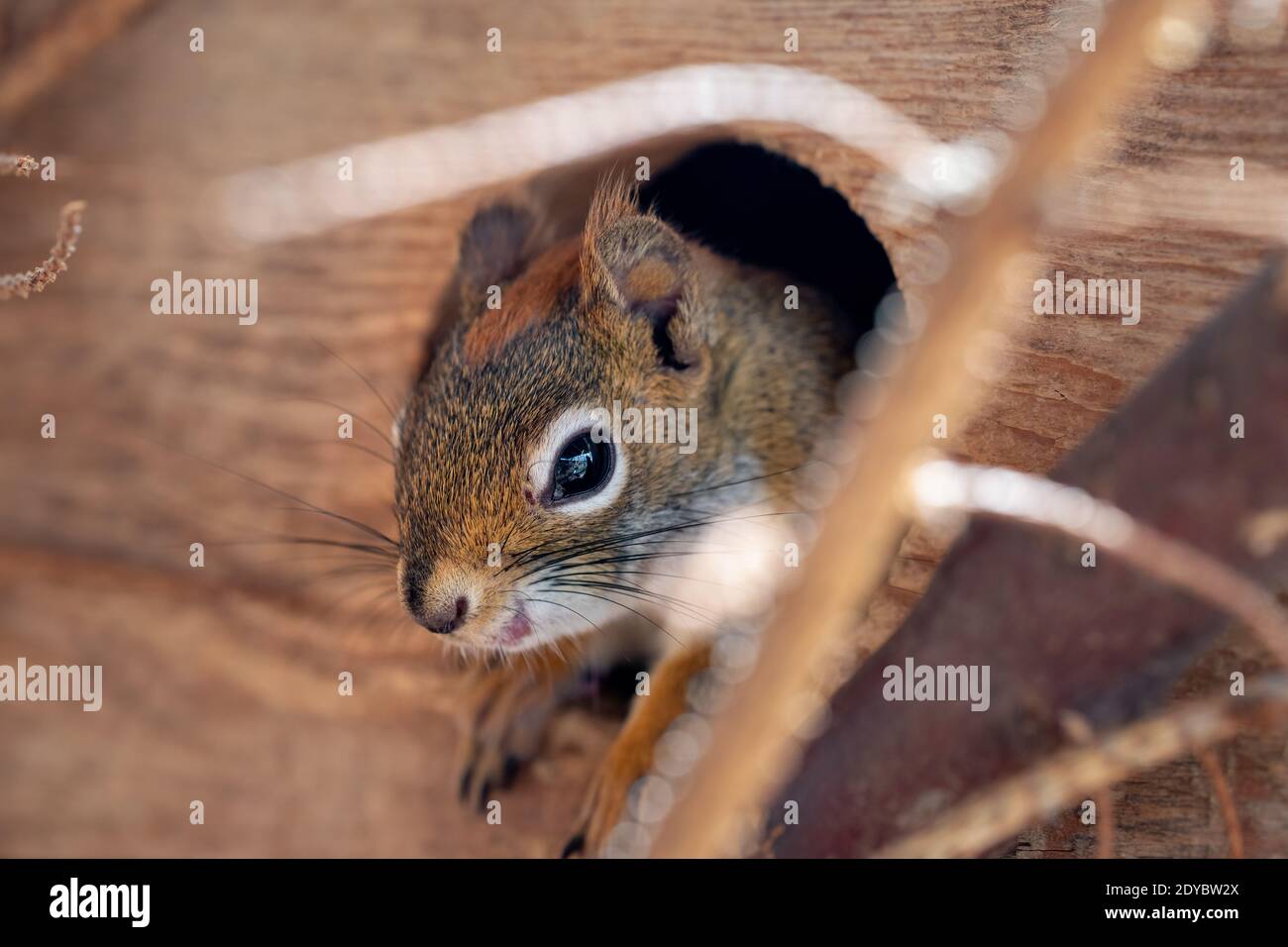 American red squirrel Tamiasciurus hudsonicus closeup detail only her ...