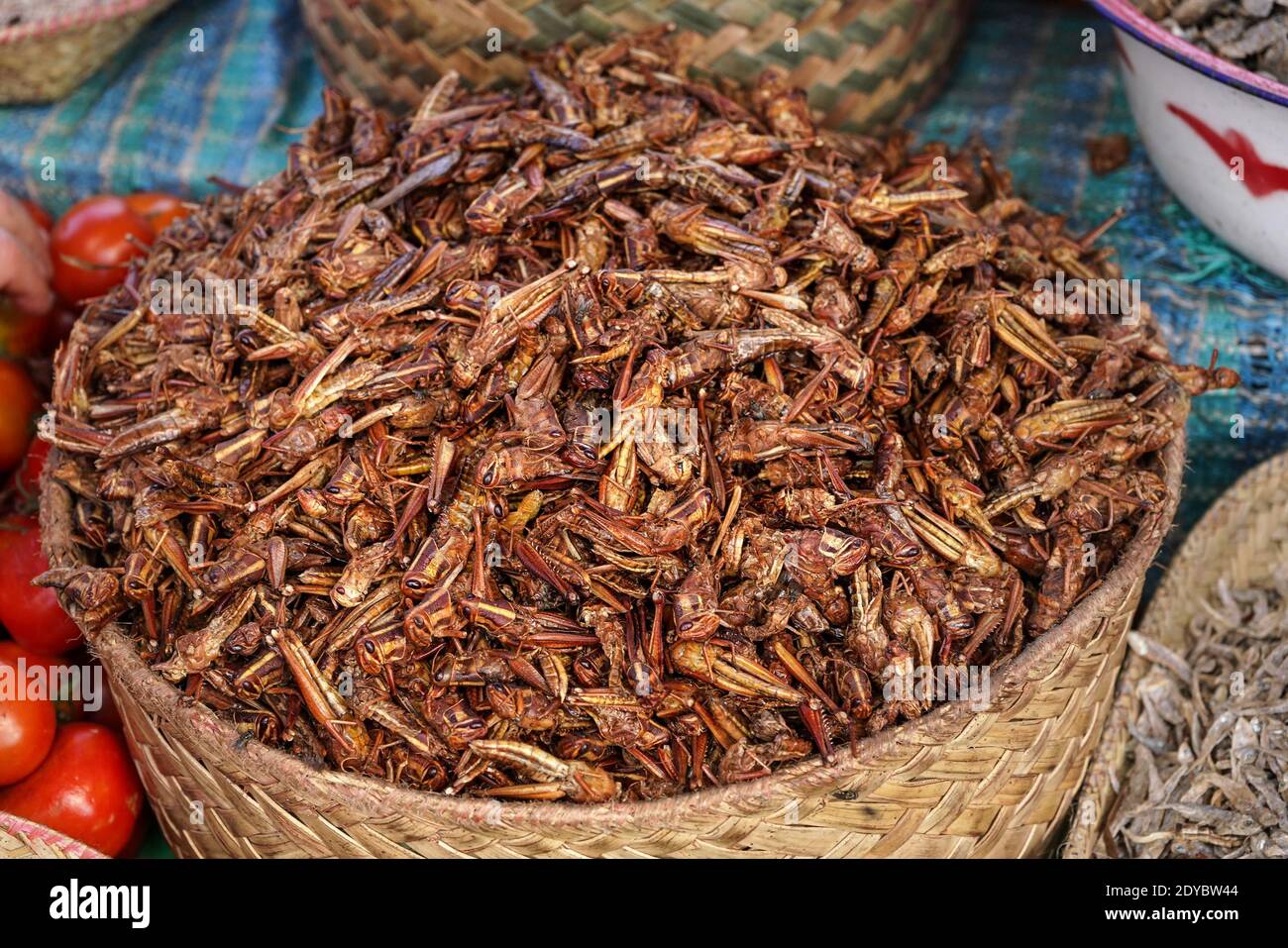 Fried Locust