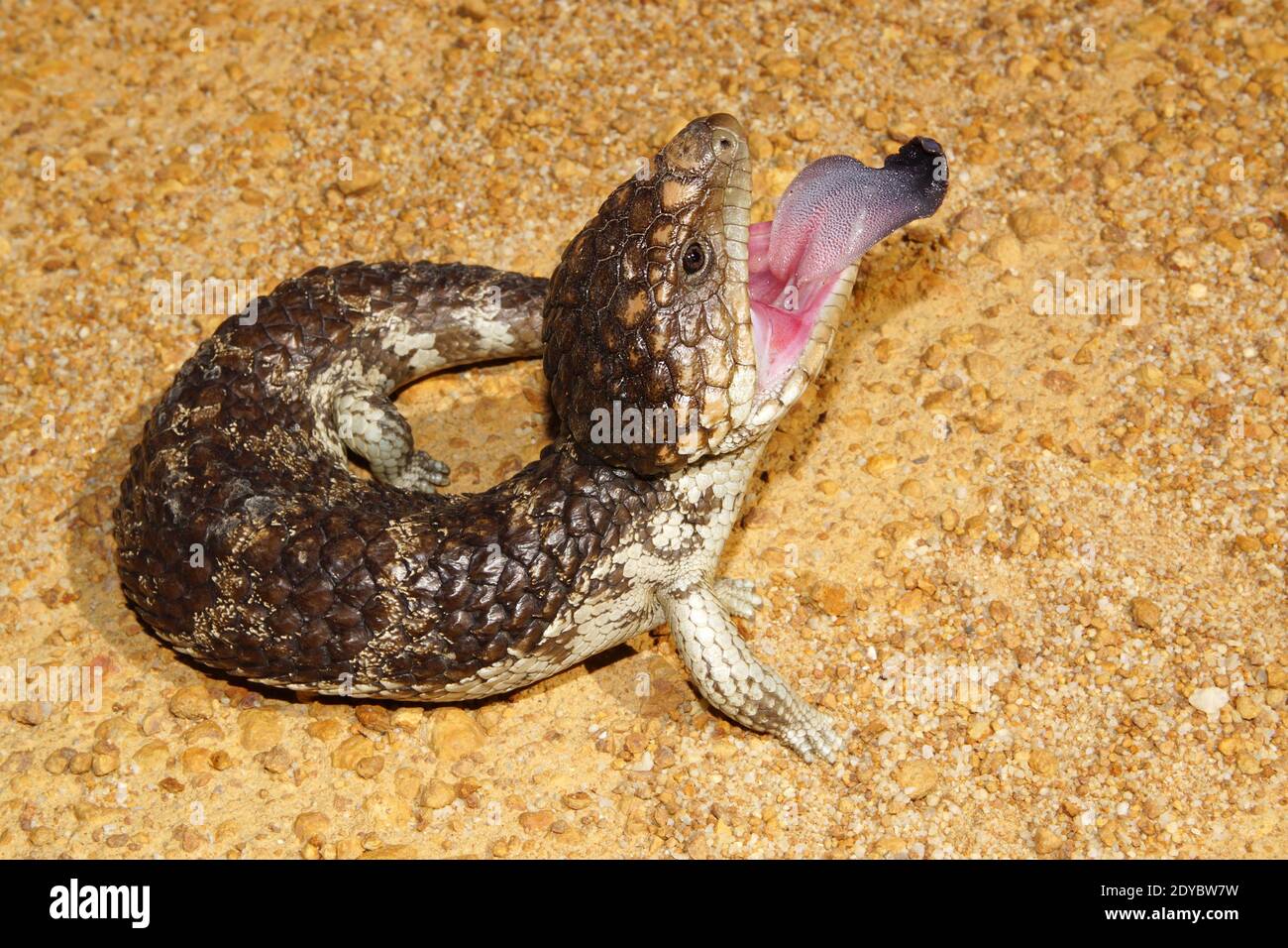 Two headed skink hi-res stock photography and images - Alamy