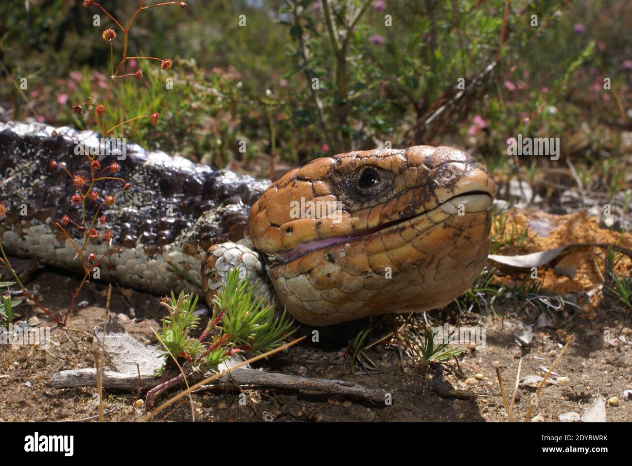 Head of Tiliqua rugosa, the western shingleback or bobtail lizard, in ...