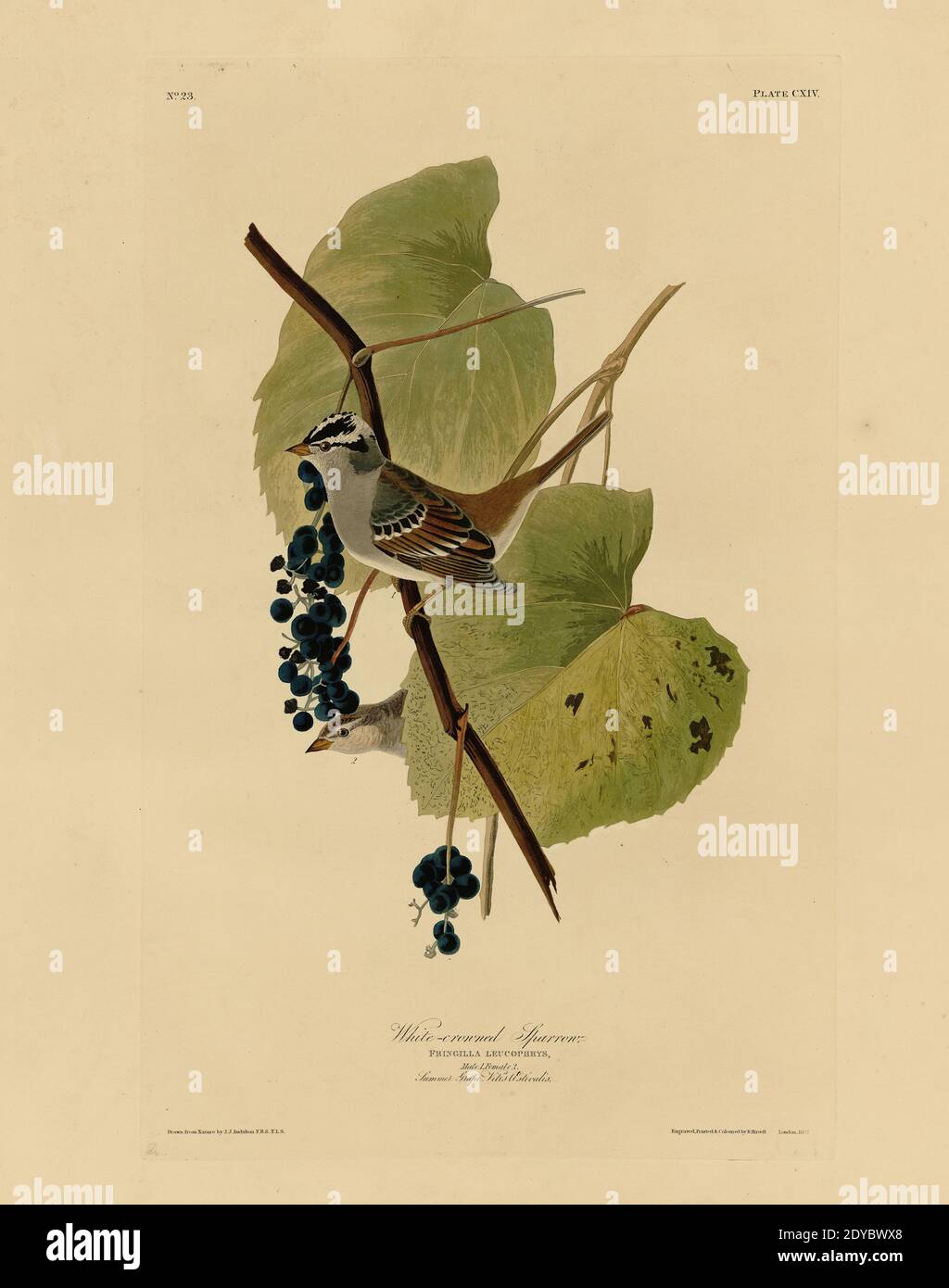 Art white crowned sparrow hi-res stock photography and images - Alamy