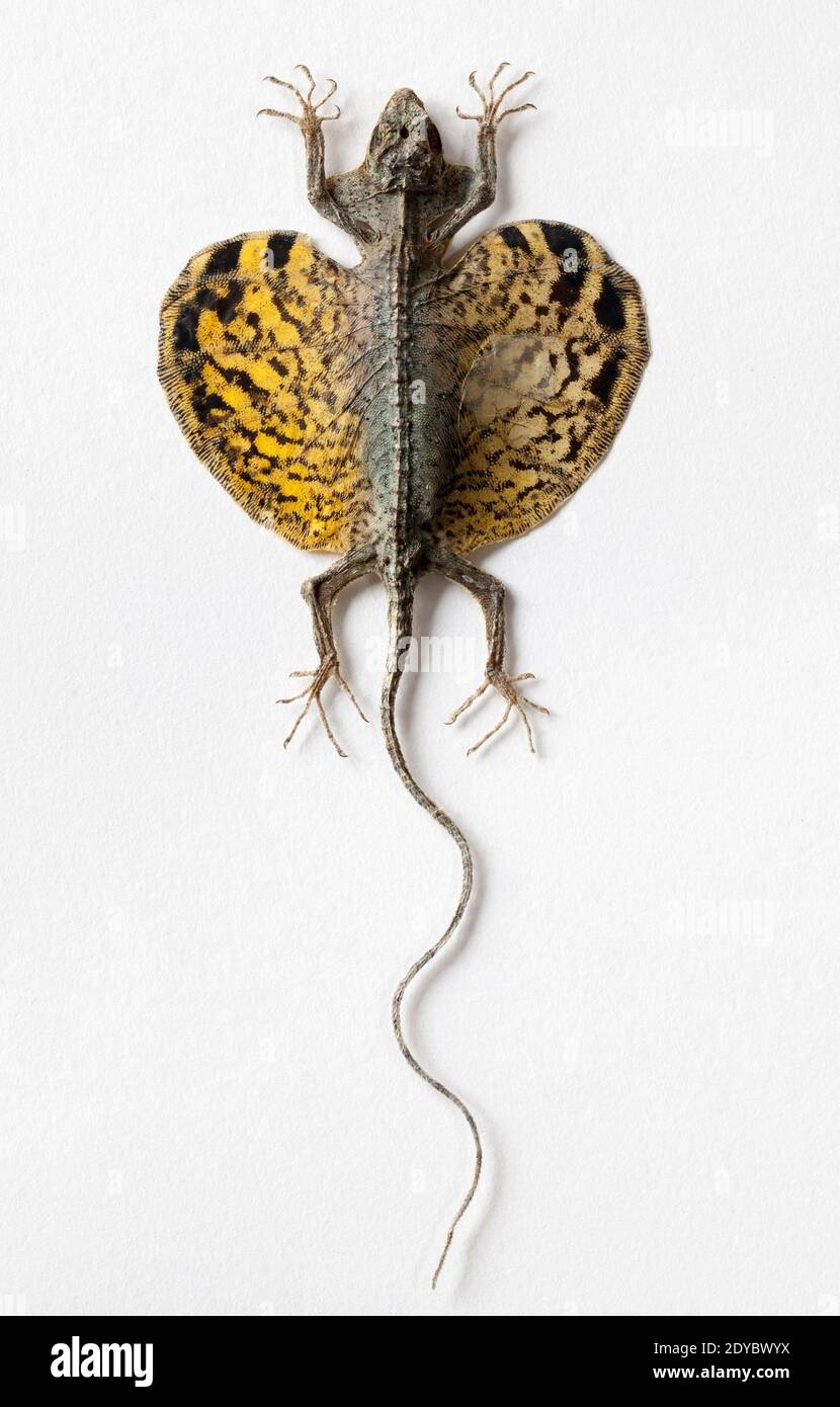 Flying Lizard Specimen Display Stock Photo - Alamy
