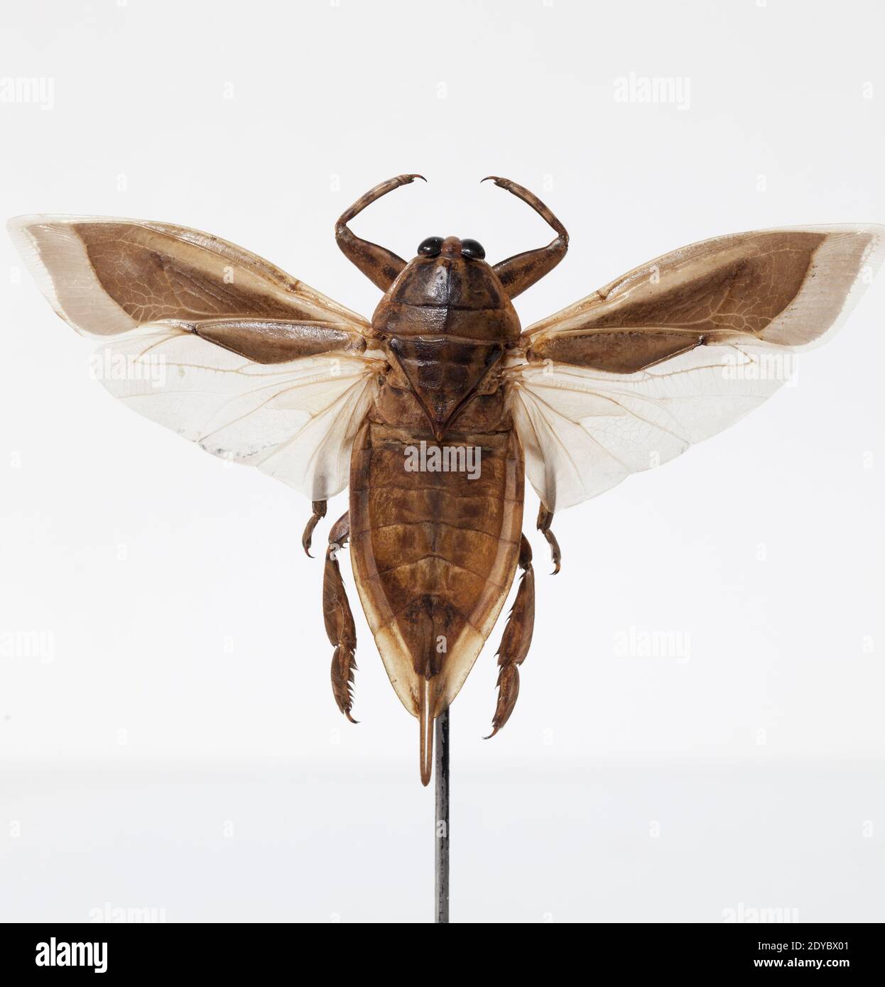 Water Bug Specimen Display Stock Photo - Alamy
