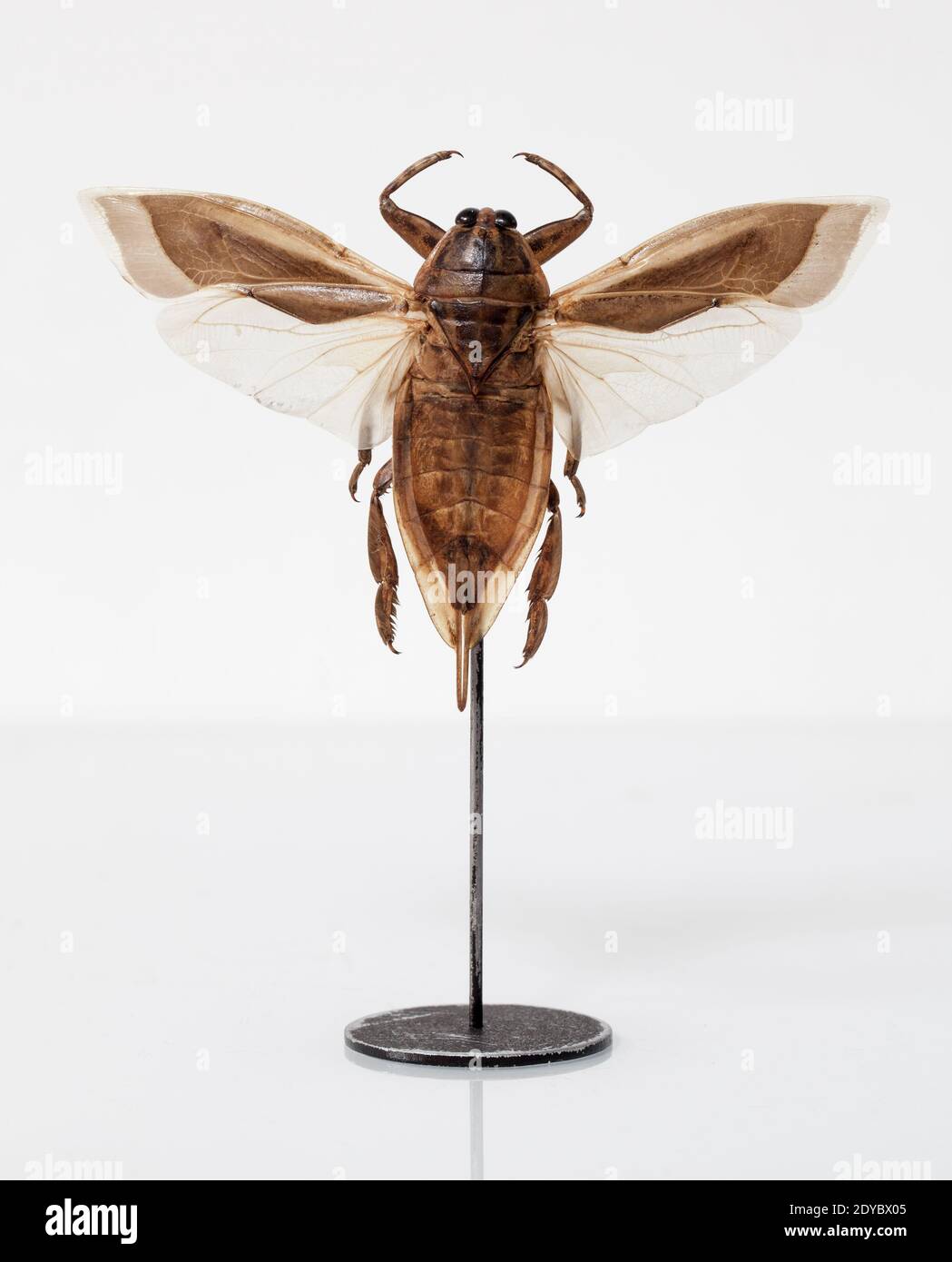 Giant Water Bug Flying