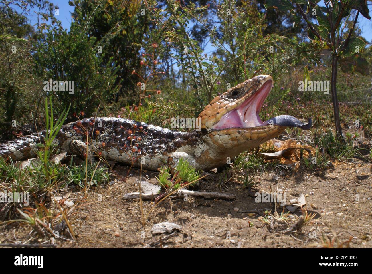 Threat display of Tiliqua rugosa with blue tongue, shingleback or ...
