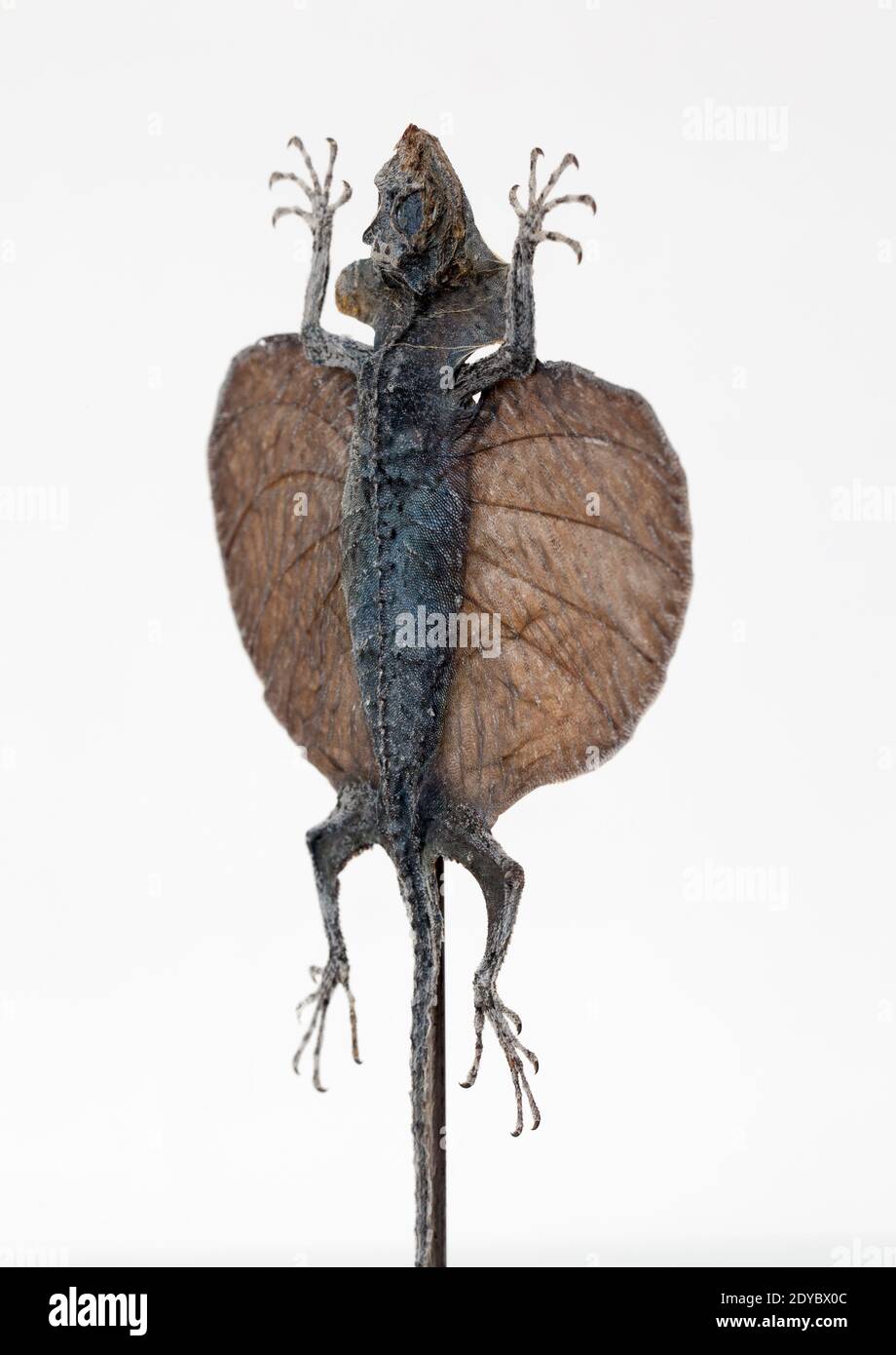 Flying lizard hi-res stock photography and images - Alamy