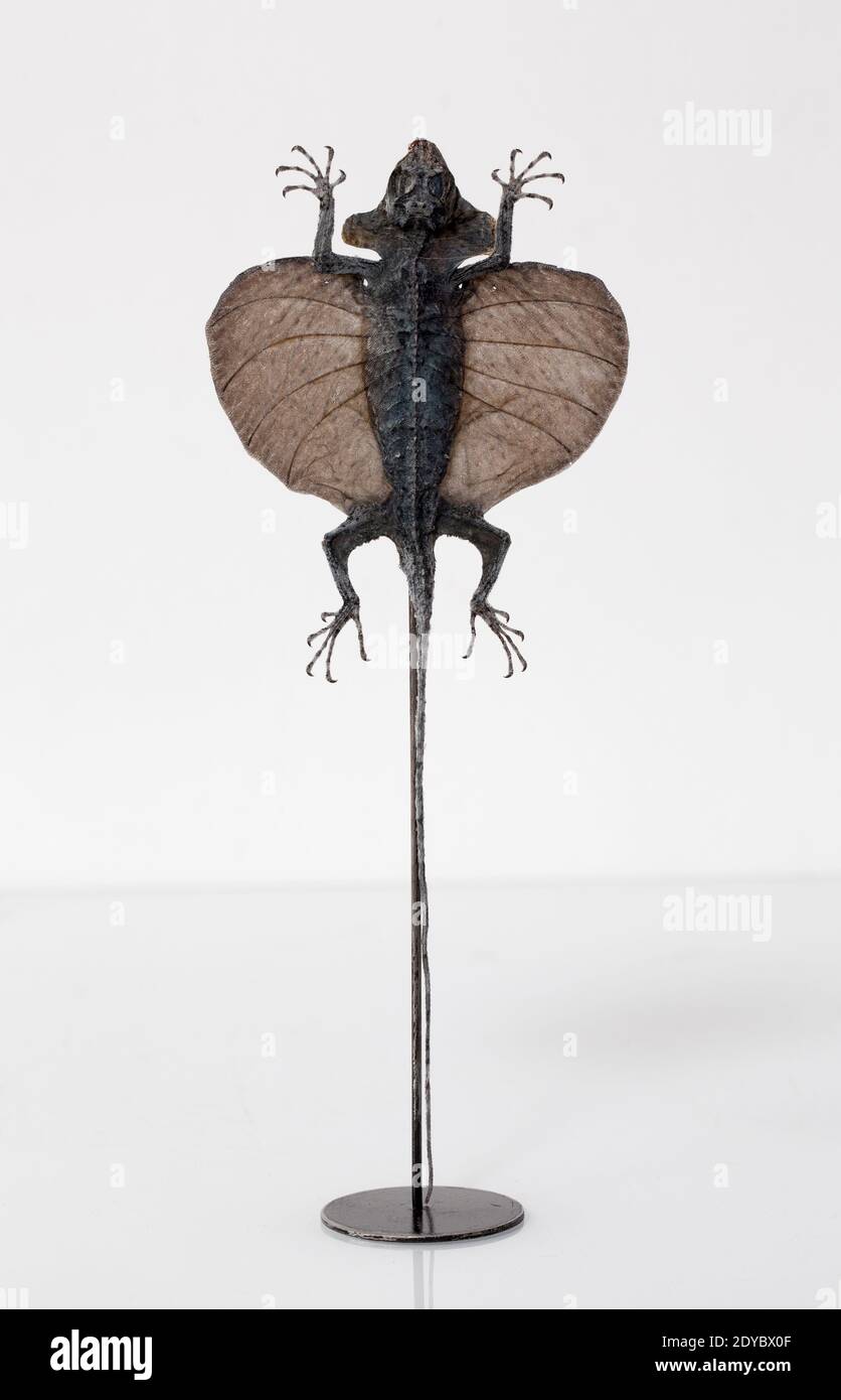 Flying Lizard Specimen Display Stock Photo - Alamy