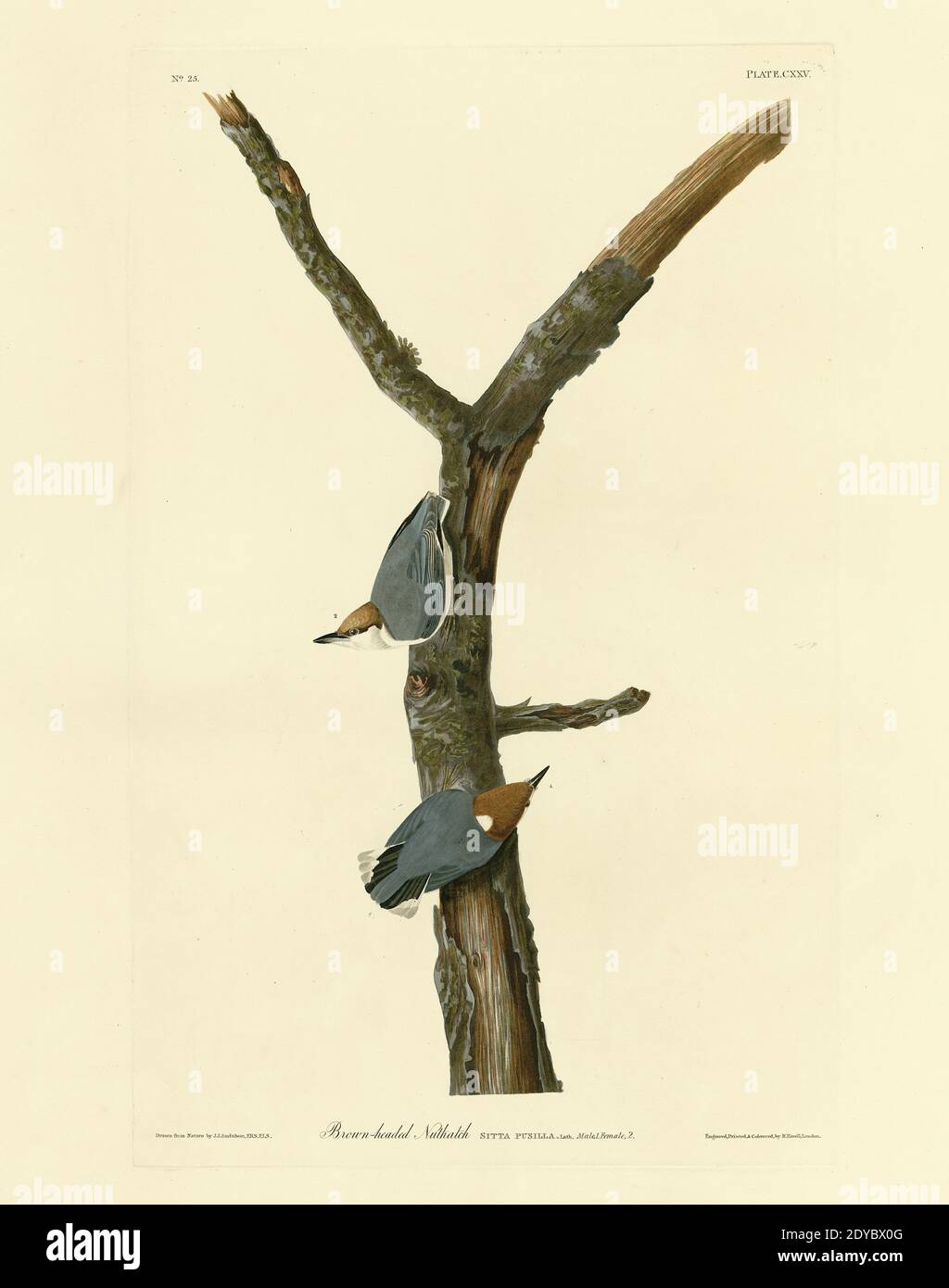 Nuthatch illustration hi-res stock photography and images - Alamy