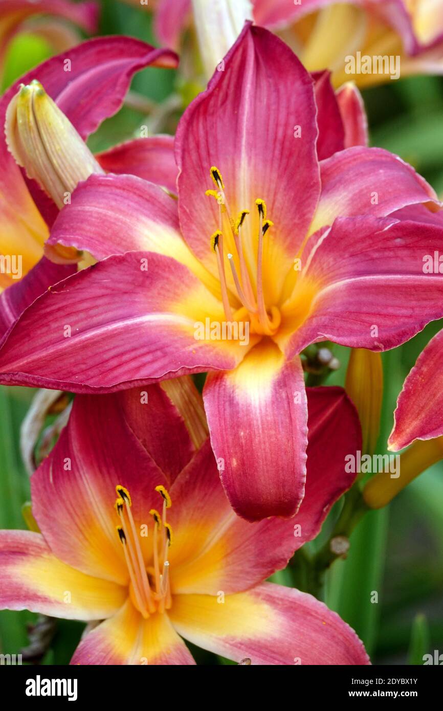 Hemerocallis 'Cherry Cheeks' Stock Photo - Alamy