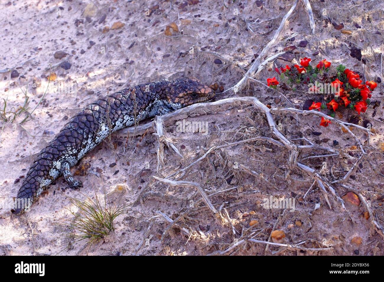 Tiliqua rugosa, the western shingleback or bobtail lizard, near ...