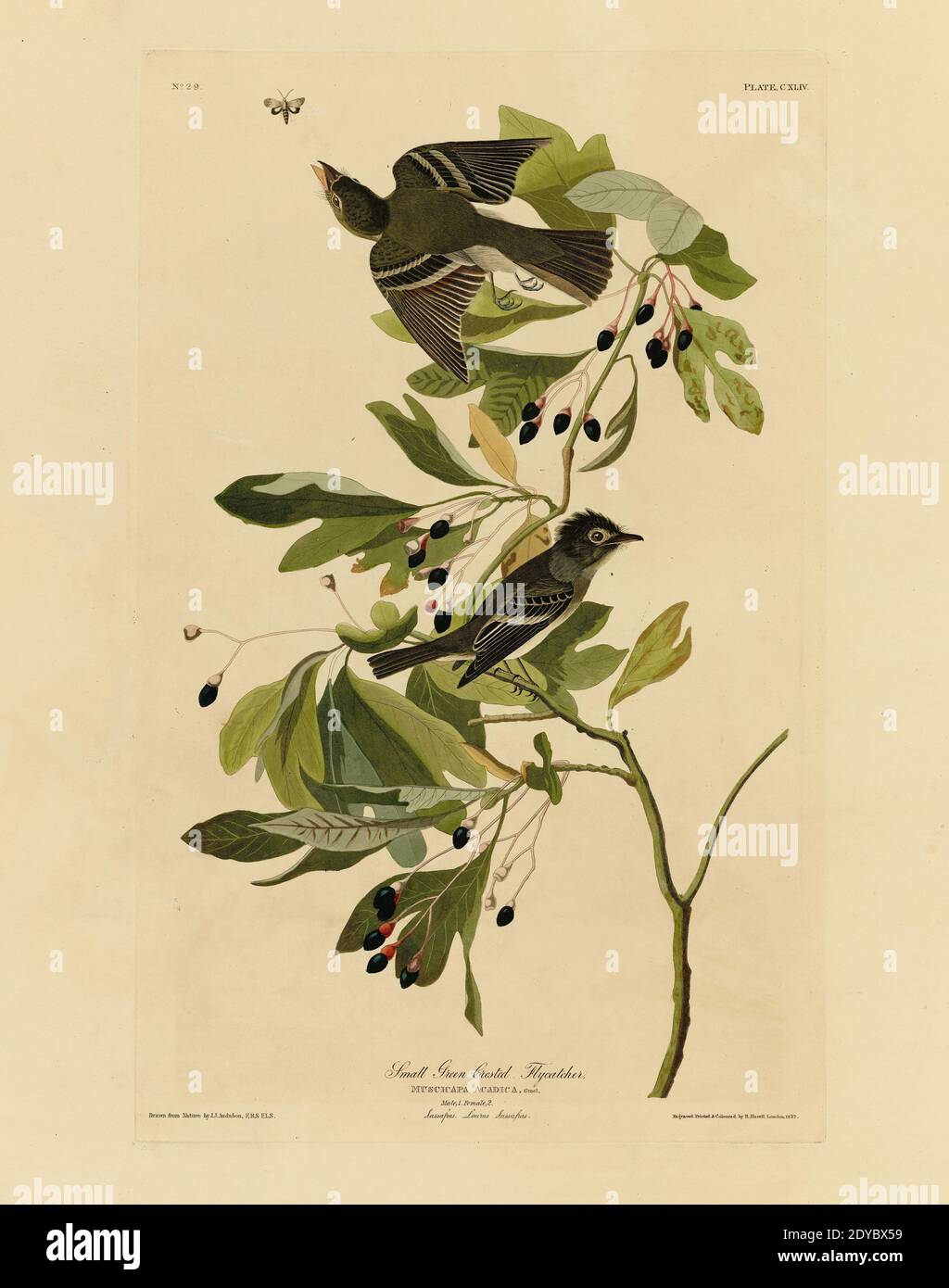 American green bird hi-res stock photography and images - Alamy