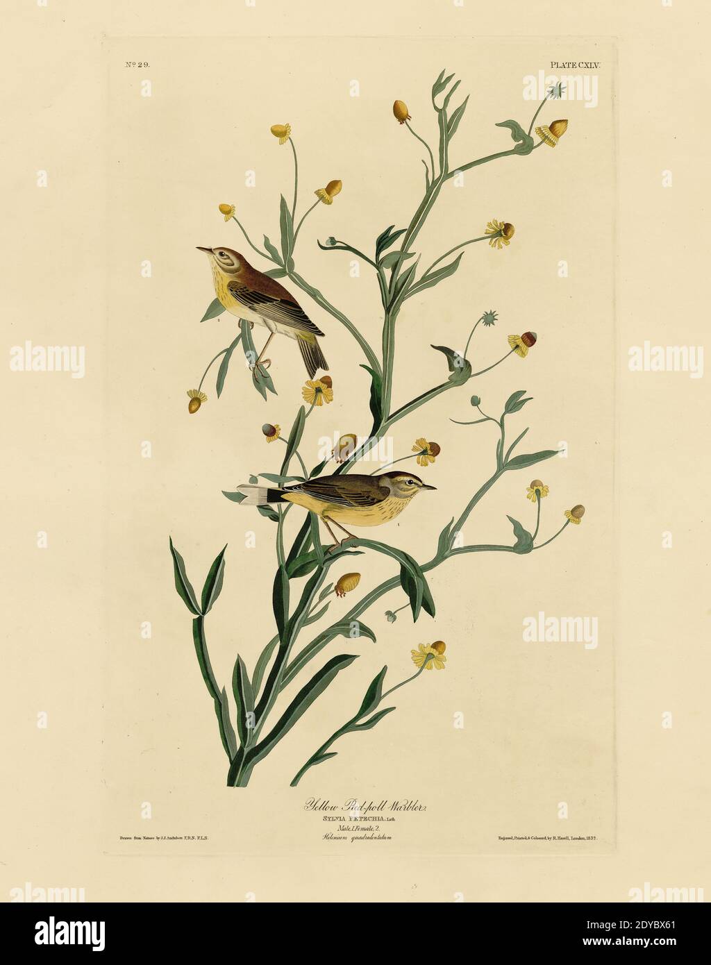 Red and yellow feathered wing hi-res stock photography and images - Alamy