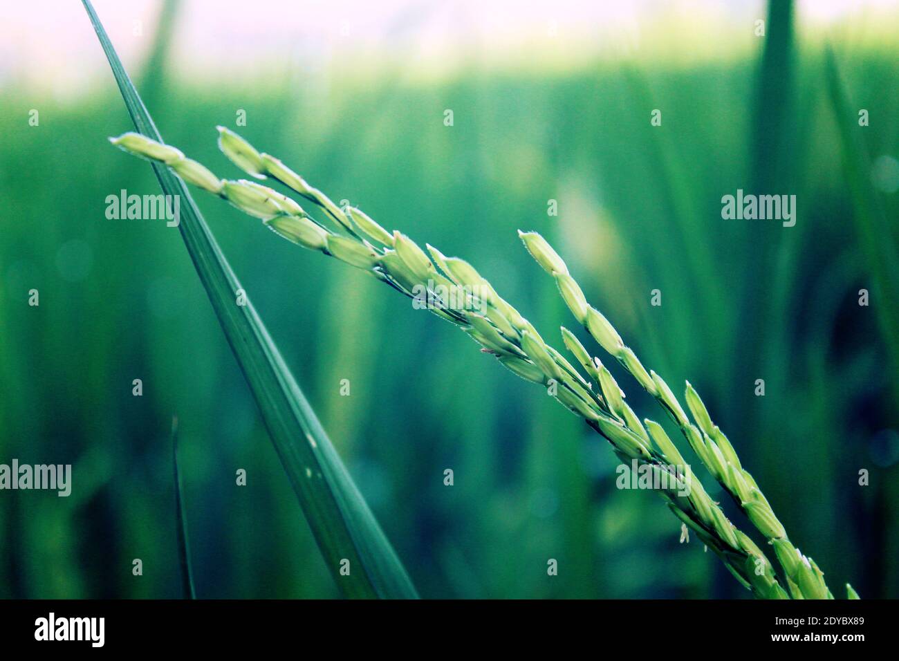 Water dew on rice leaf hi-res stock photography and images - Alamy