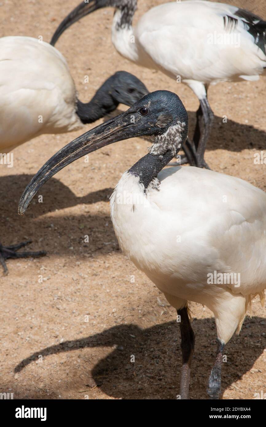 African sacred ibises hi-res stock photography and images - Alamy