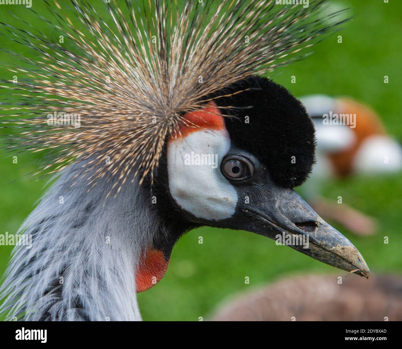 Black Crowned Crane bird in nature close up Stock Photo - Alamy