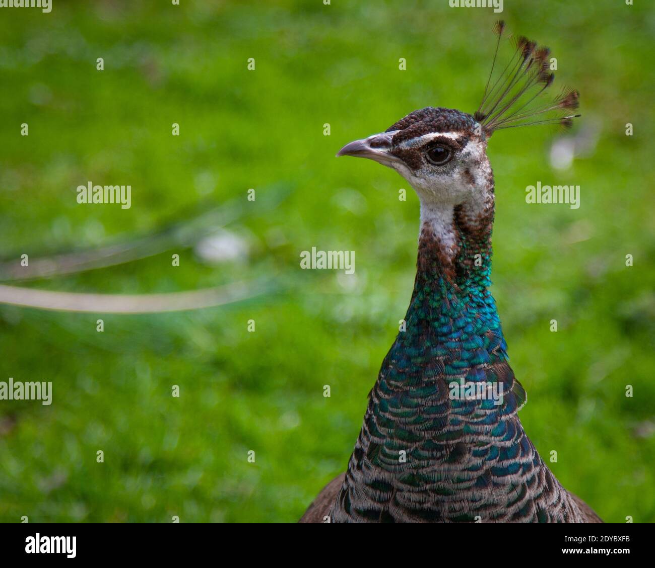 Female peahen hi-res stock photography and images - Alamy