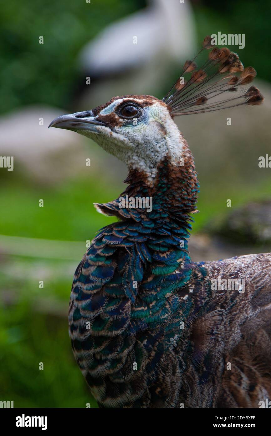 Brown peahen hi-res stock photography and images - Alamy