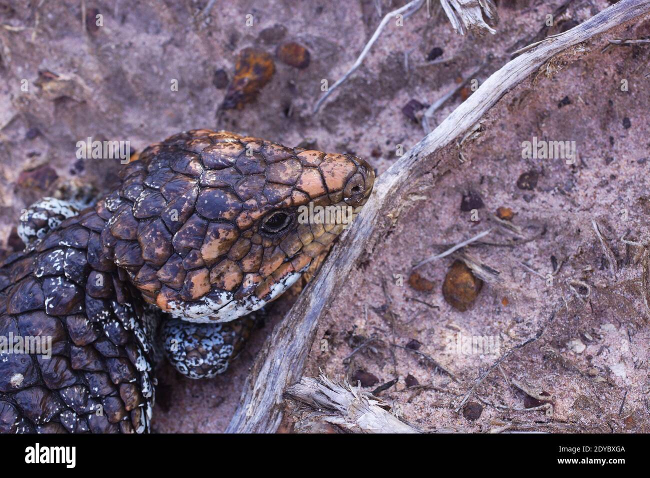Head of Tiliqua rugosa, the western shingleback or bobtail lizard, near ...