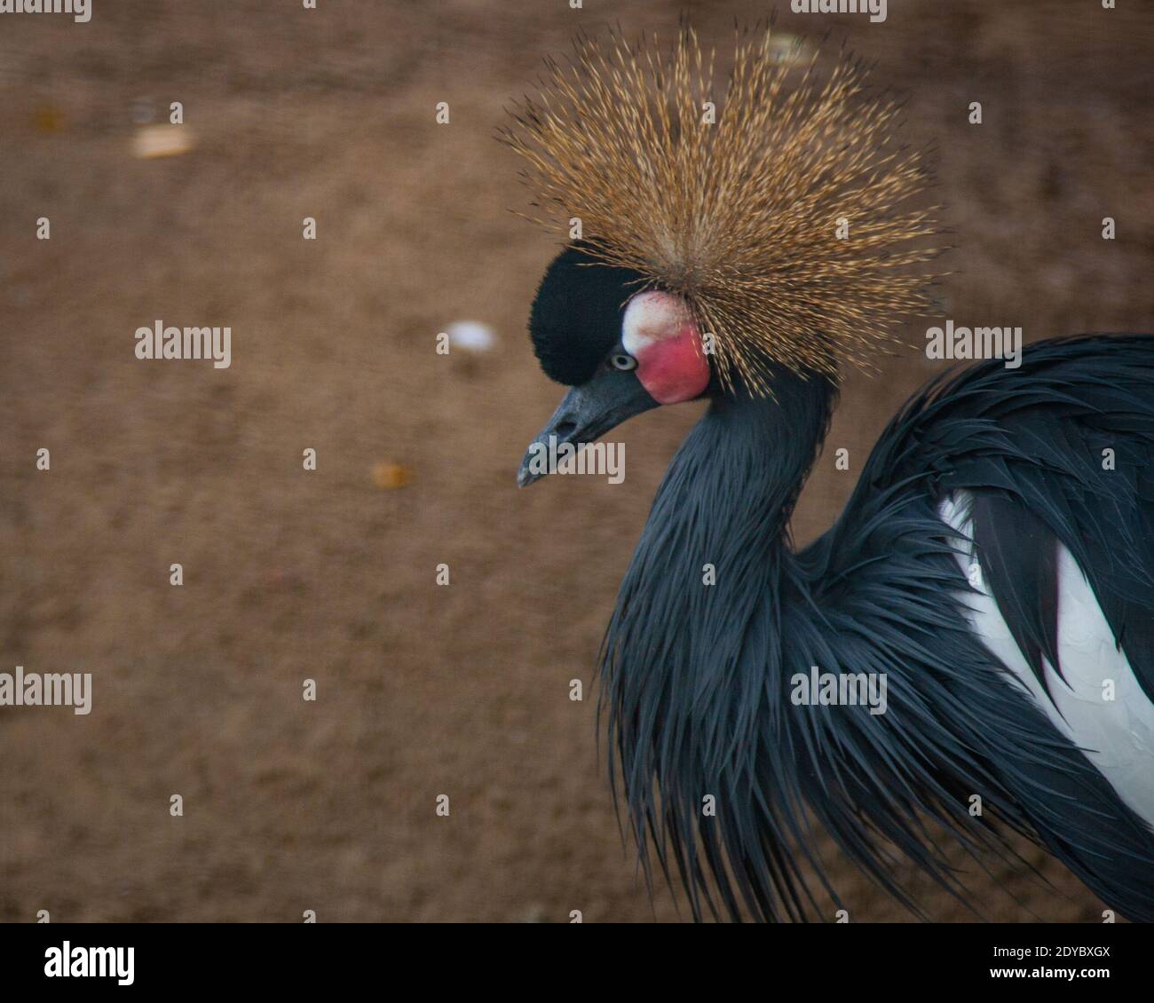 Black crowned crane bird in profile Stock Photo - Alamy