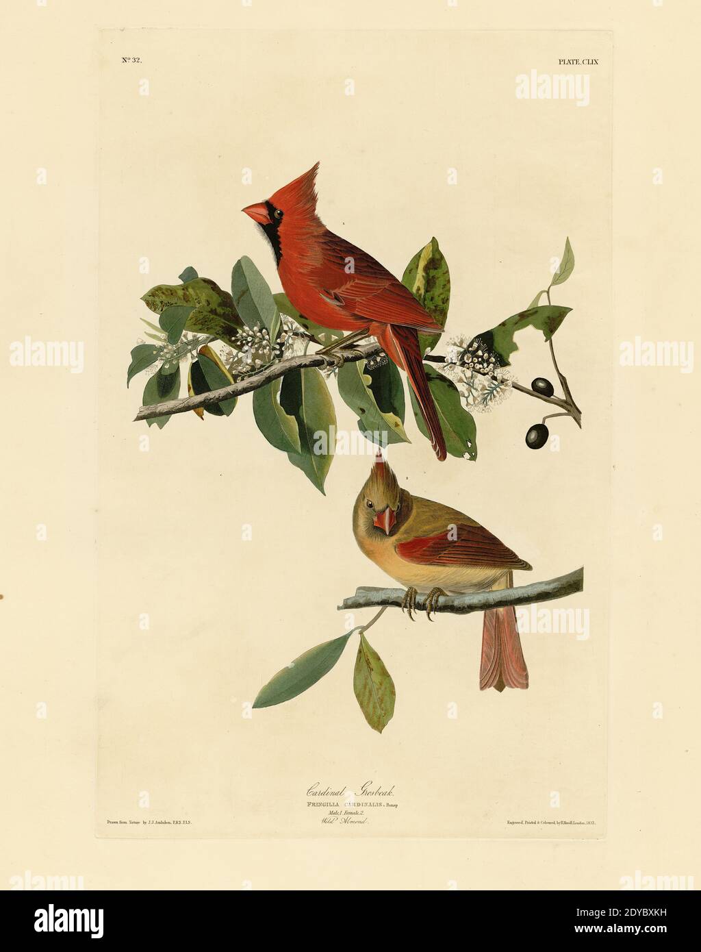 Audubon birds of america cardinal hi-res stock photography and images ...
