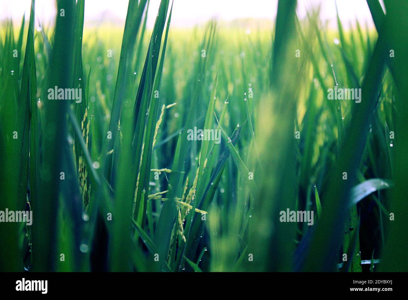 Water dew on rice leaf hi-res stock photography and images - Alamy