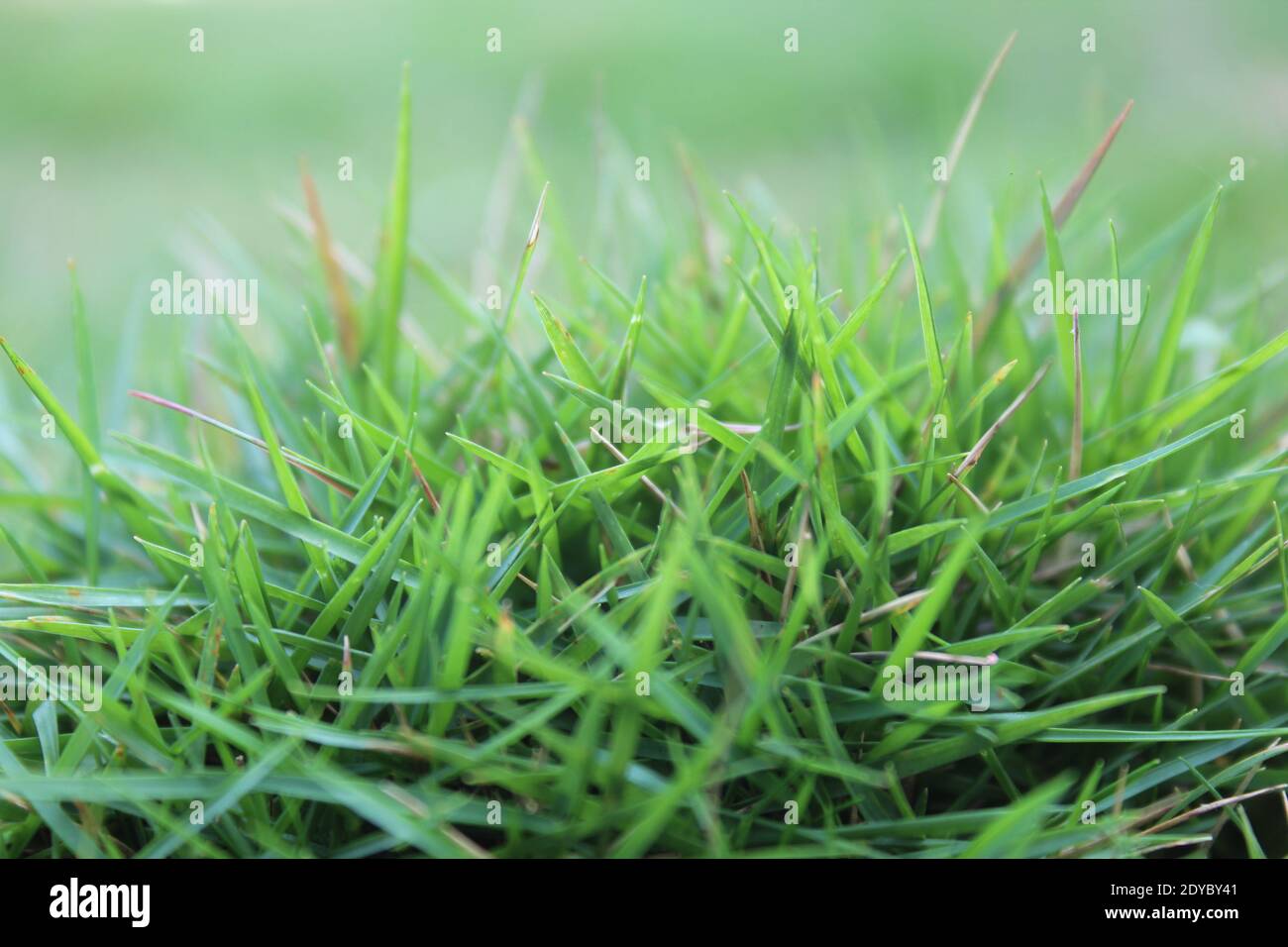 Beautiful park perfect green lawn hi-res stock photography and images ...