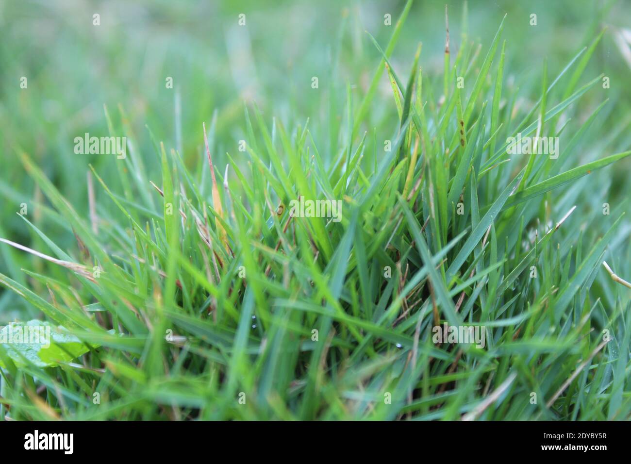 Close up perfect green grass on field background Stock Photo - Alamy