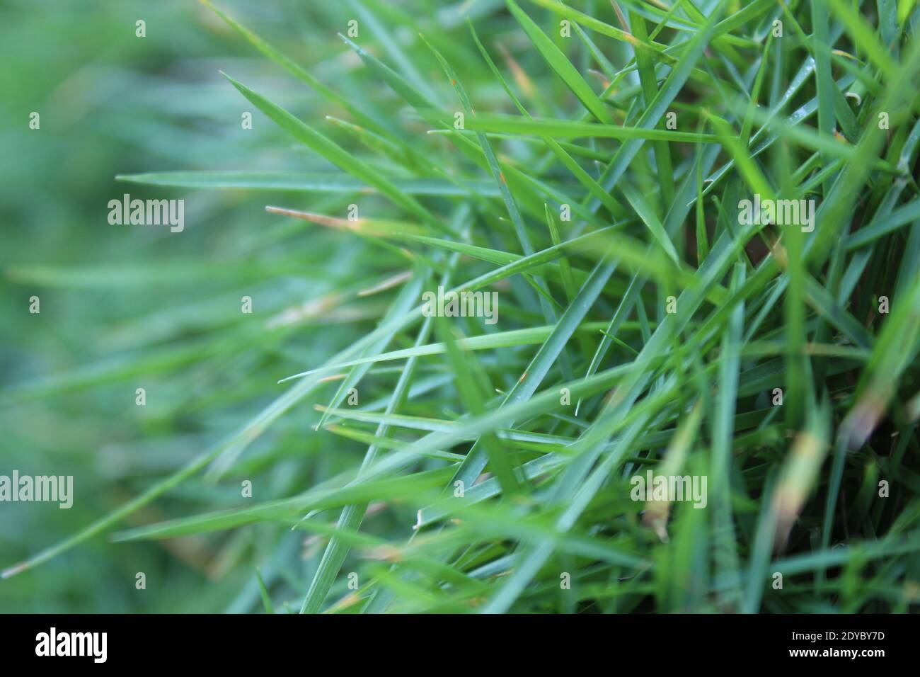 Close up perfect green grass on field background Stock Photo - Alamy