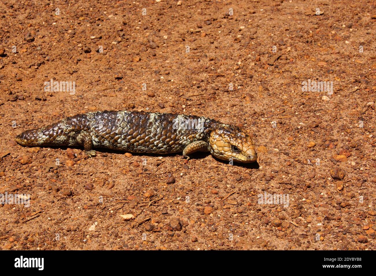 Tiliqua rugosa, the western shingleback or bobtail lizard, on yellow ...