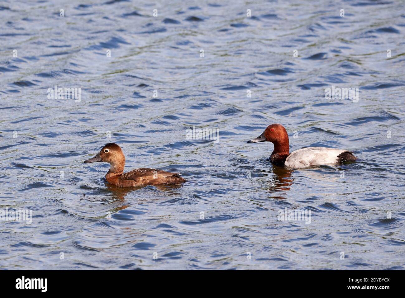 Common Diving Ducks High Resolution Stock Photography and Images - Alamy