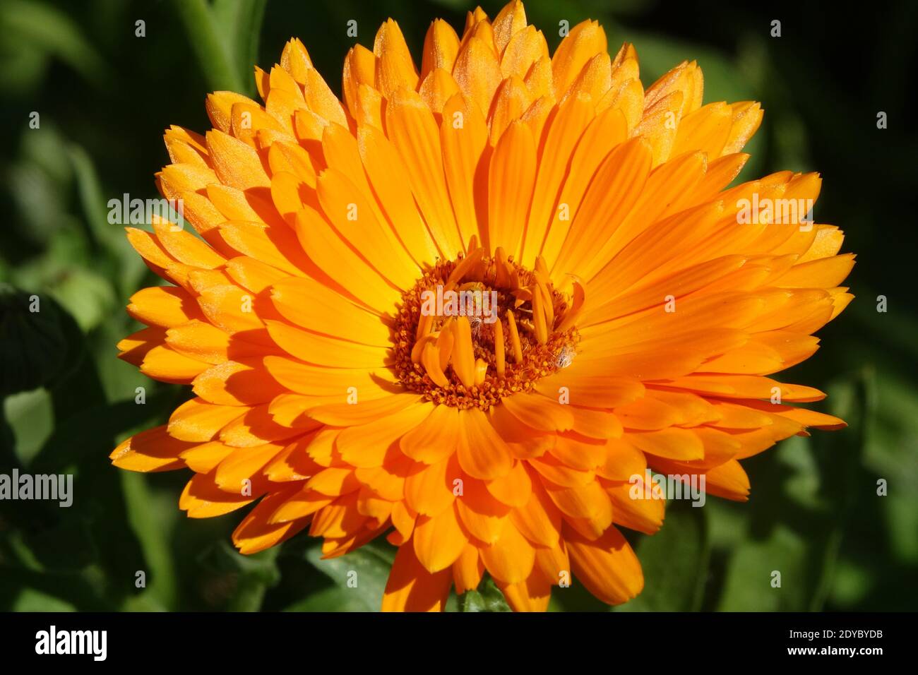 Calendula flower hi-res stock photography and images - Alamy