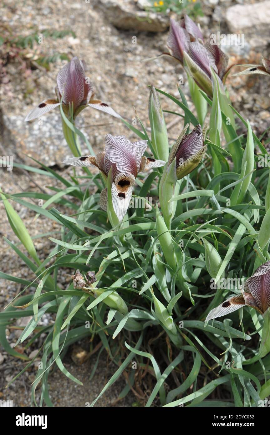 A vertical shot of wild lineolata iris flowers of Armenia Stock Photo ...