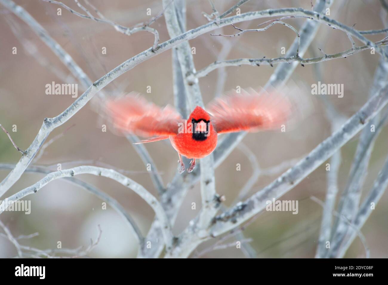 Cardinal flying hi-res stock photography and images - Alamy