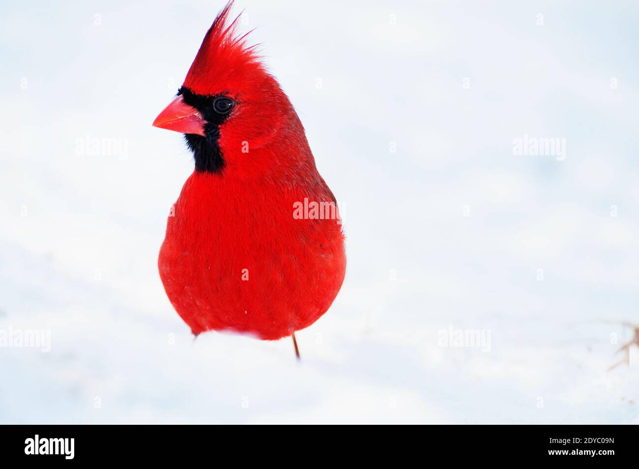 Red cardinal snow hi-res stock photography and images - Alamy