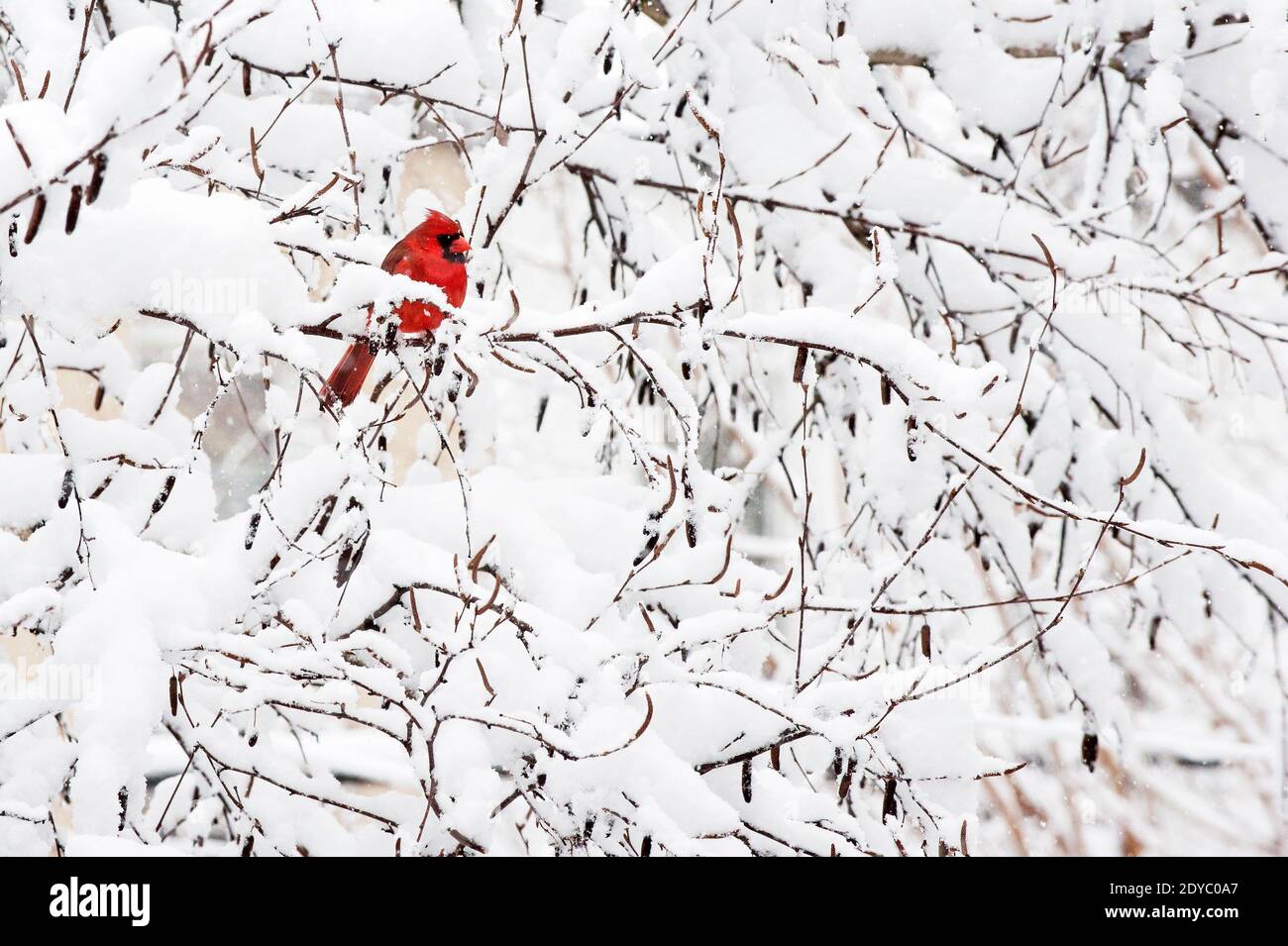 Red cardinal snow hi-res stock photography and images - Alamy