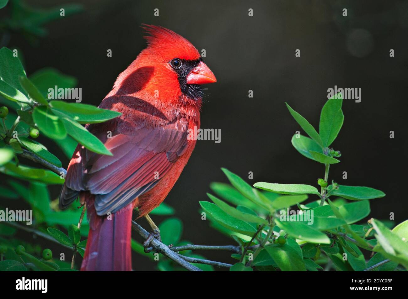 Common cardinal hi-res stock photography and images - Alamy