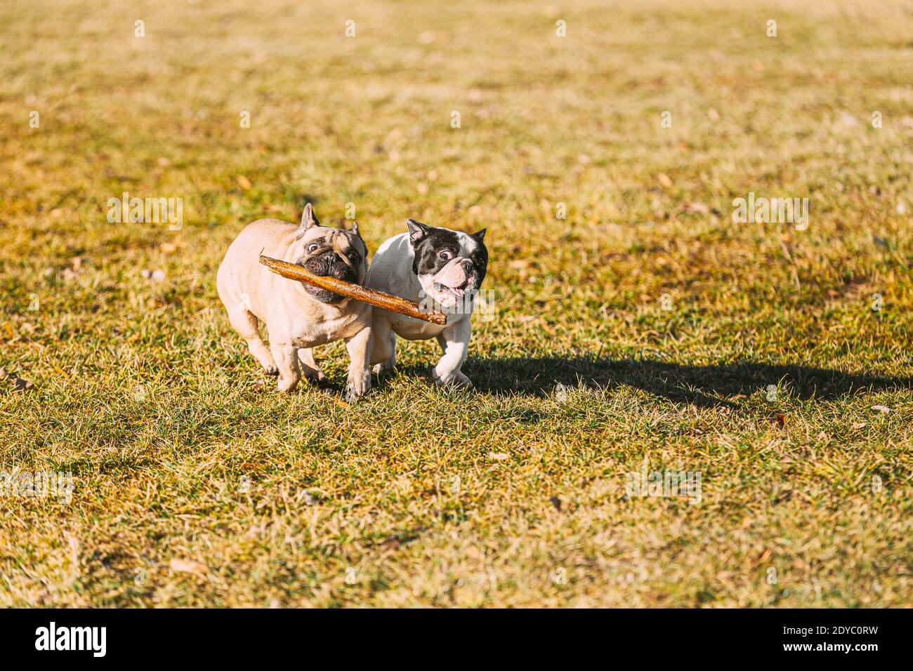 Beautiful Playful Funny French Bulldogs Puppy Dogs Running Playing With ...