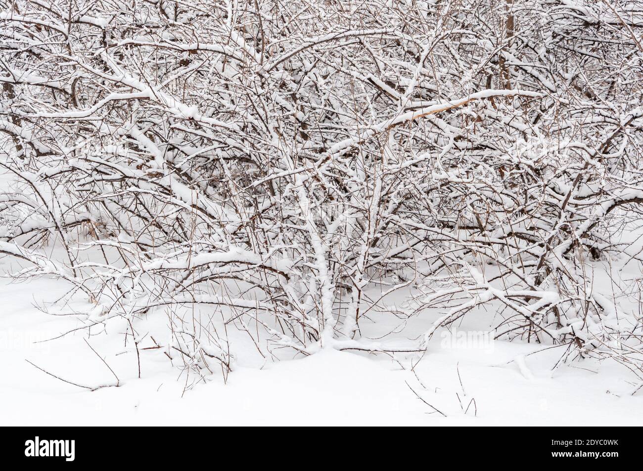 Bushes covered with snow in the Park. Plants in the winter forest are ...
