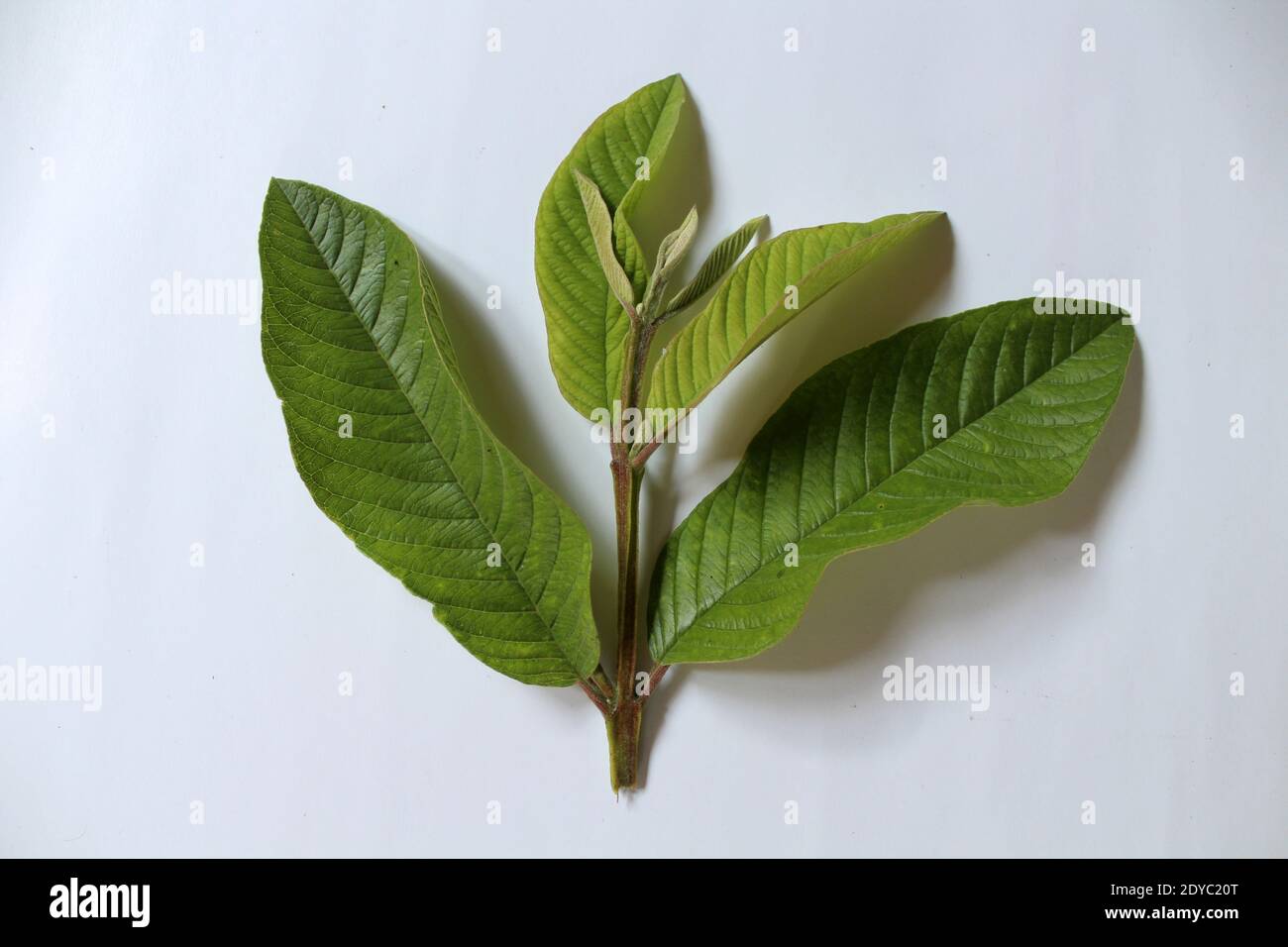 Guava (Psidium guajava) leaves on white background Stock Photo - Alamy