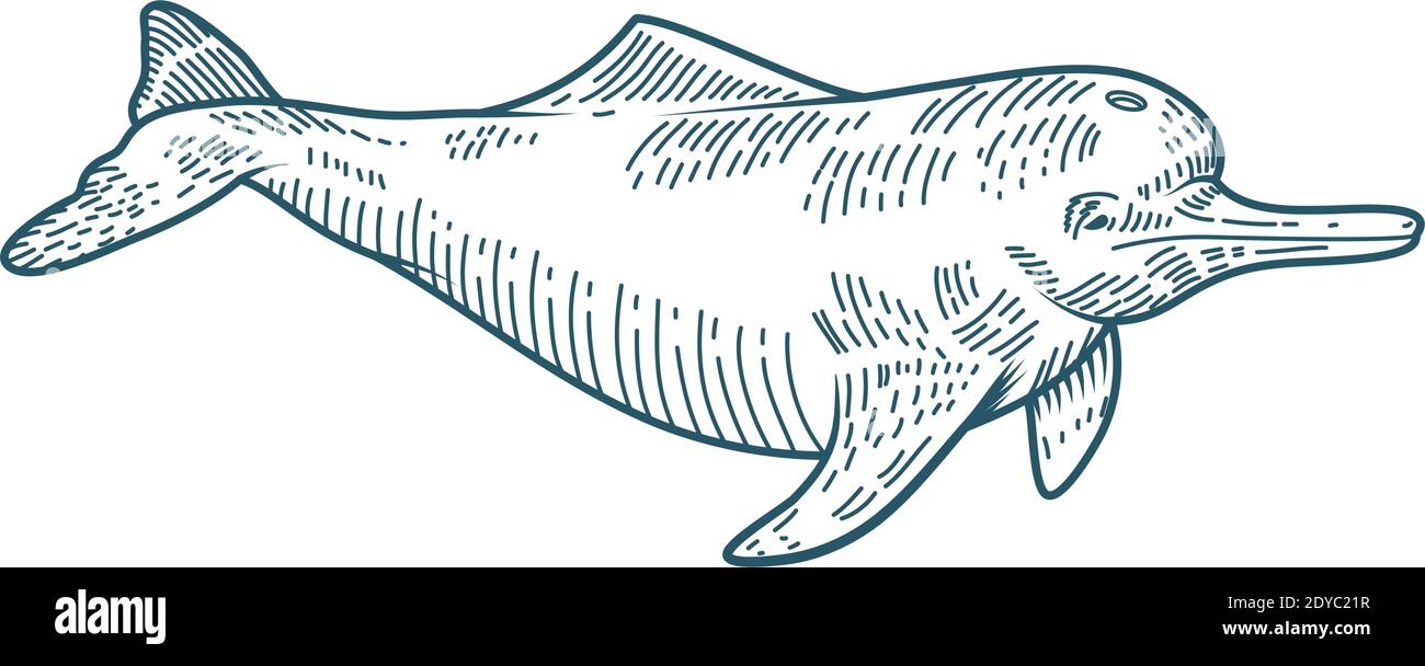 dolphin realistic character drawn style icon vector illustration design ...