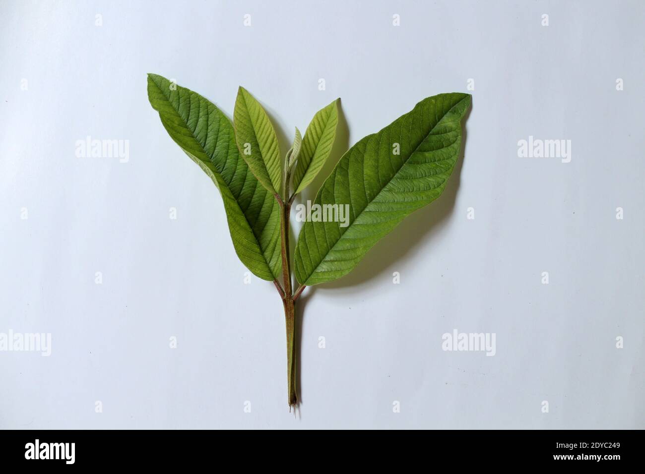 Psidium Guajava Leaves