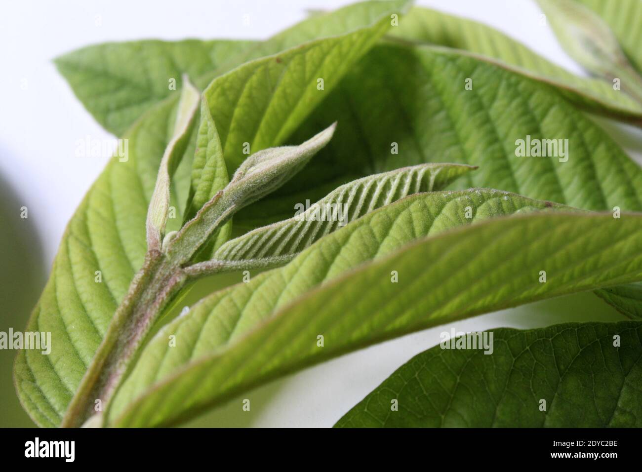 Guava (Psidium guajava) leaves on white background Stock Photo - Alamy