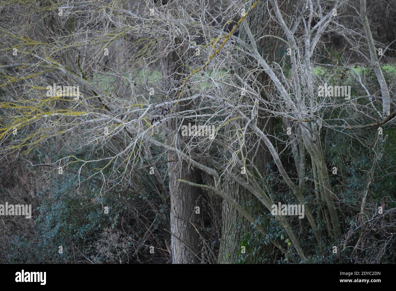 Sparse shrubs hi-res stock photography and images - Alamy