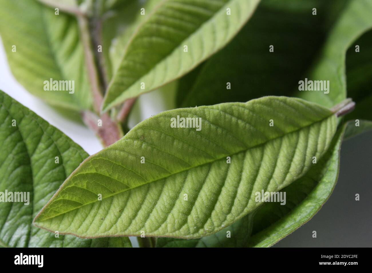 Guava (Psidium guajava) leaves on white background Stock Photo - Alamy