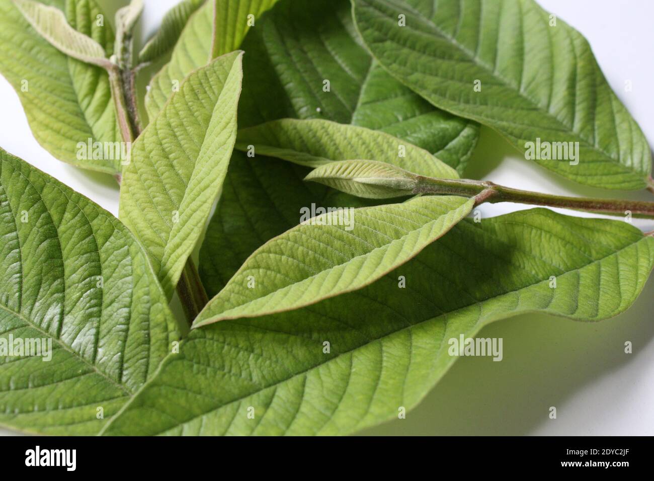 Psidium Guajava Leaves